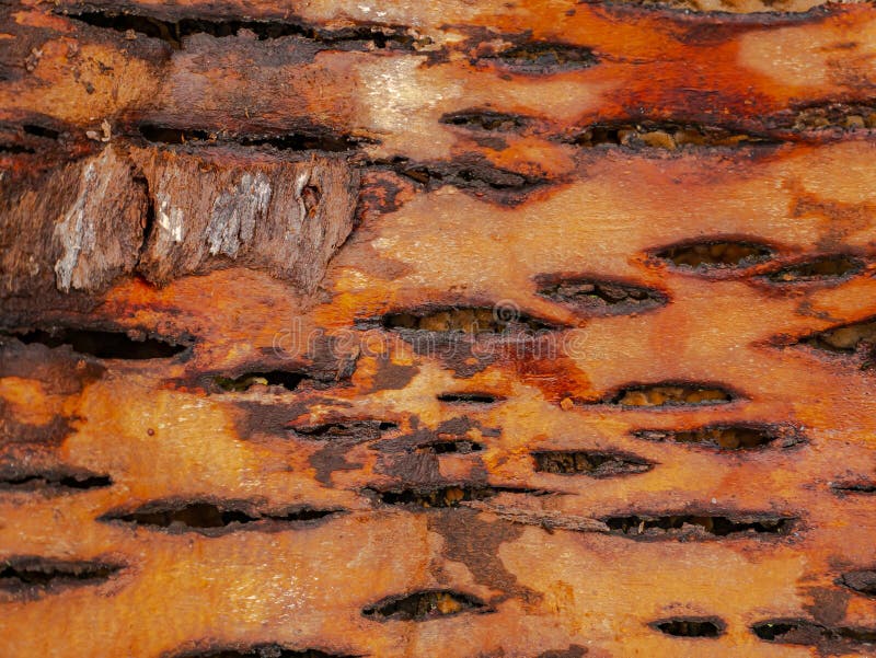 The Texture of the Inner Side of the Tree Bark Stock Photo - Image of ...