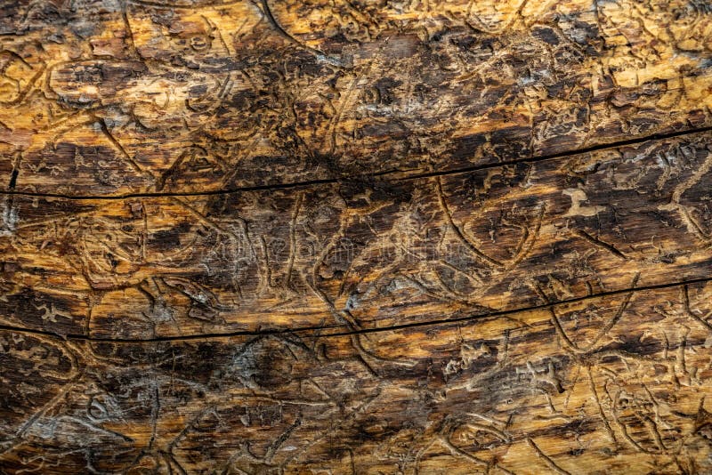 Texture of Insect Trails in Fallen Log Stock Photo - Image of damage ...