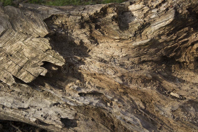 Texture of the Inside of a Tree Stock Image - Image of wood, plant ...