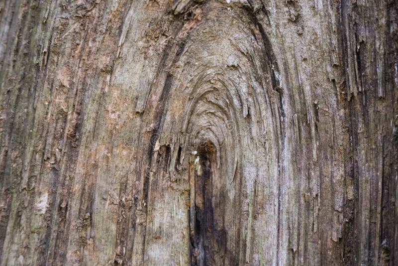 Texture inside the wood stock photo. Image of branch - 254746462