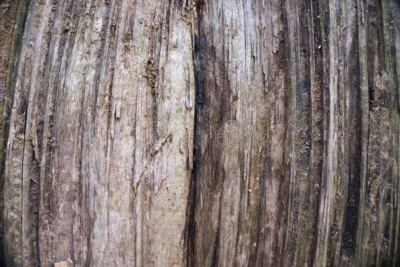 Texture inside the wood stock image. Image of flower - 254746493