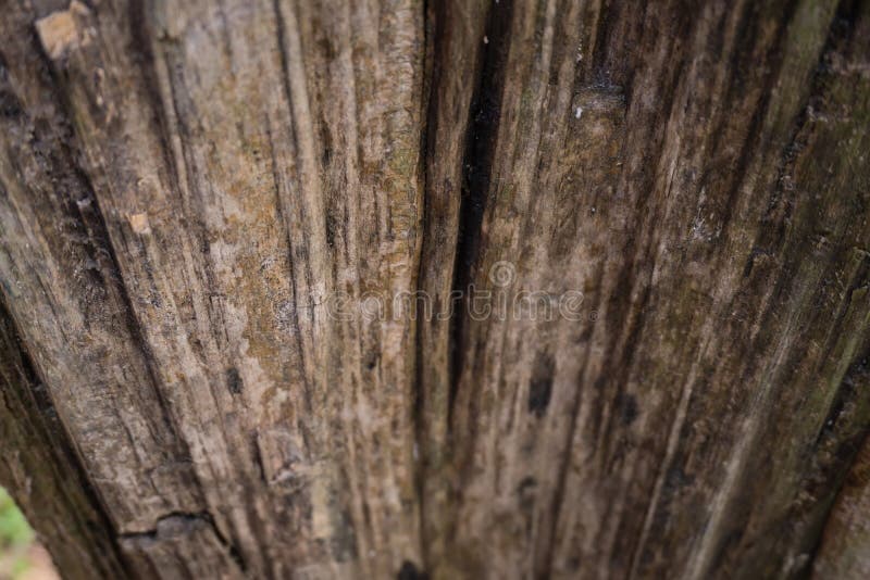 Texture inside the wood stock image. Image of flower - 254746493