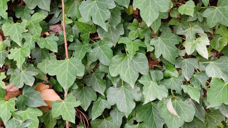 Texture of Ivy Covering the Trunk of a Tree Stock Image - Image of ...