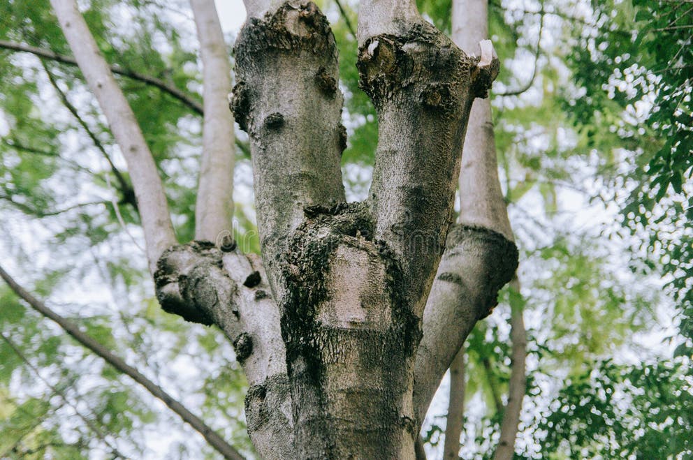 Closeup of Jacaranda Tree Trunk Stock Image - Image of bound, texture ...