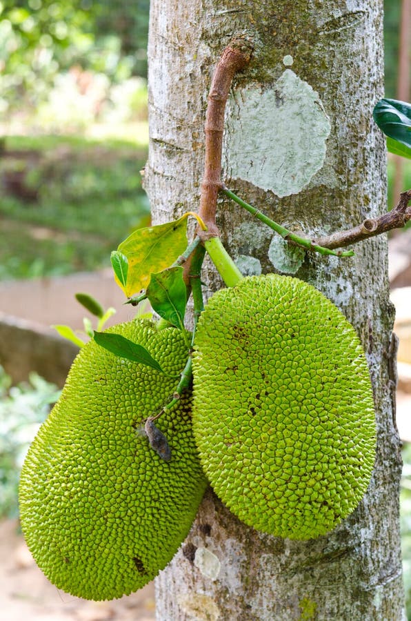 Texture of jackfruit stock image. Image of thai, botany - 24325555