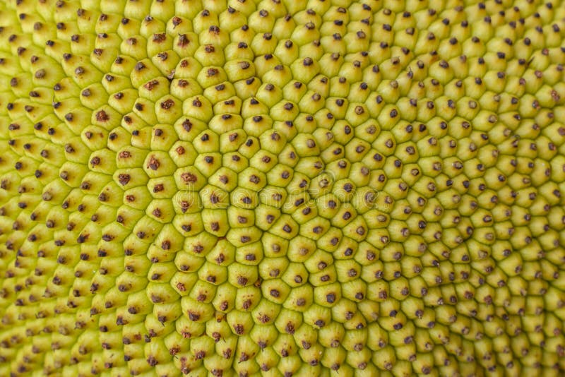 Texture of jackfruit stock image. Image of detail, fresh - 24325447