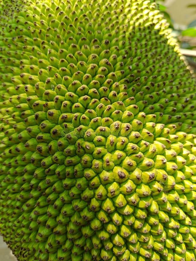 Skin under the microscope stock image. Image of veterinary - 195442215