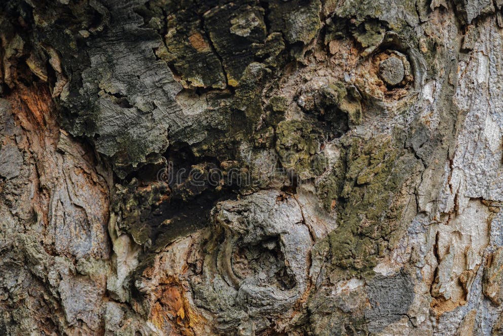 Unique Texture of Old Tree Bark Starting To Rot Stock Photo - Image of ...