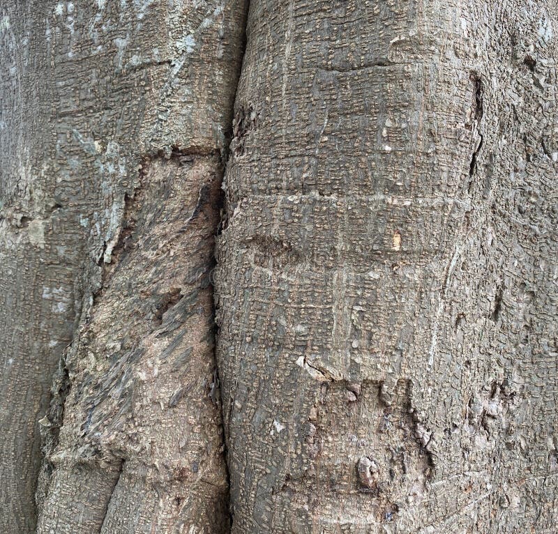 Texture jackfruit tree stock photo. Image of trees, white - 277499770