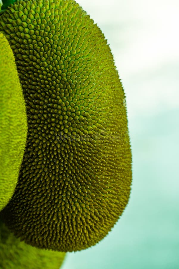 Texture of Jackfruit on Tree Stock Image - Image of close, grained ...