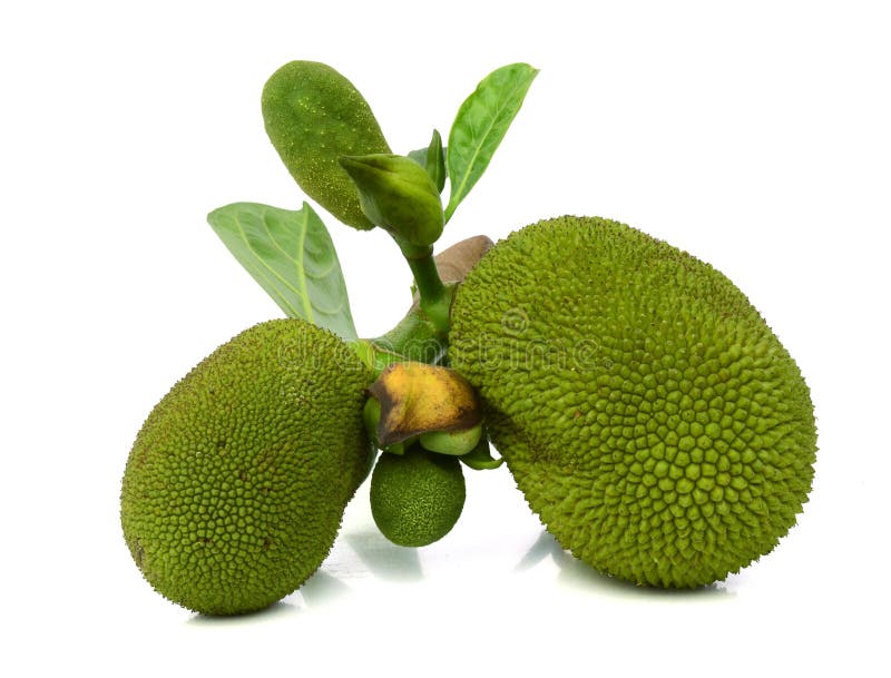 Jack-fruit. Isolated, Plant. Stock Image - Image of fresh, botany ...