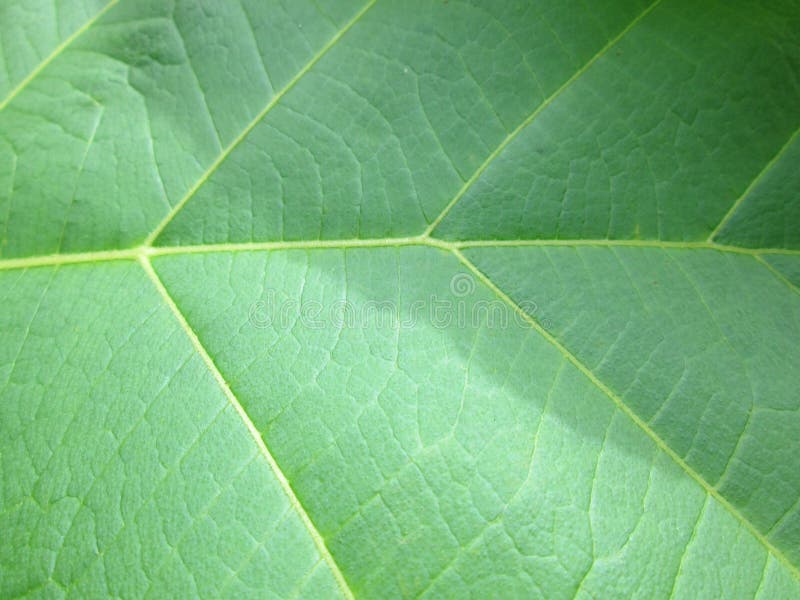 Java teak leaf texture stock photo. Image of unique - 243273224