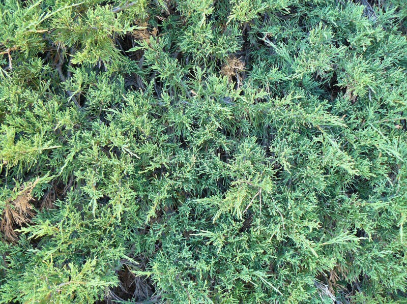 Texture of juniper stock photo. Image of flora, branches - 97500898