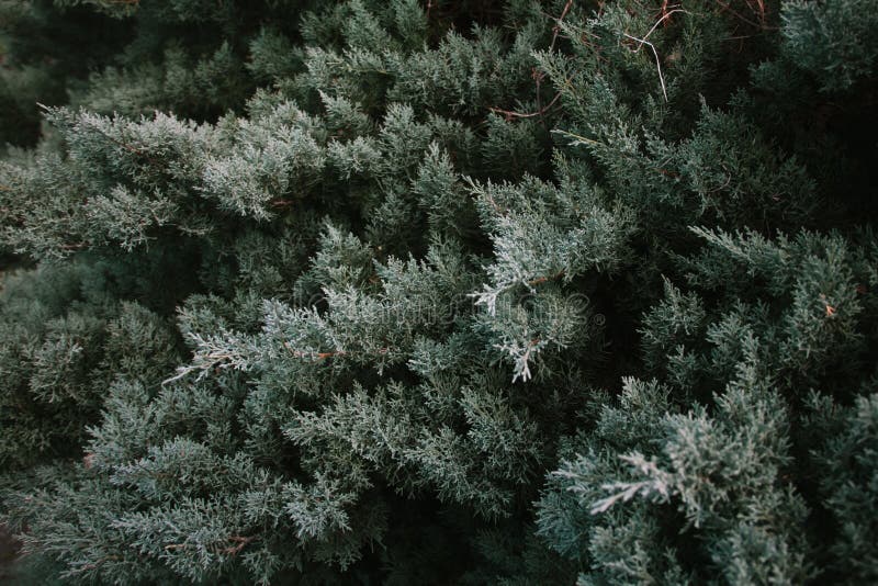 Texture of the Juniper Branches Stock Photo - Image of flavor, pattern ...