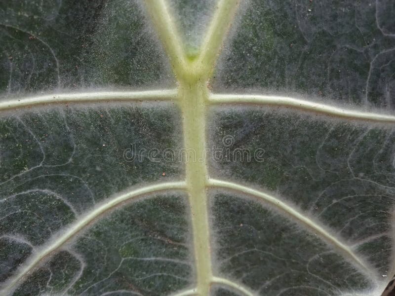 This is Texture of Keladi Leave Stock Photo - Image of leave, texture ...