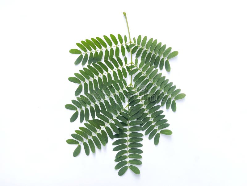 329 Lamtoro Stock Photos - Free & Royalty-Free Stock Photos from Dreamstime