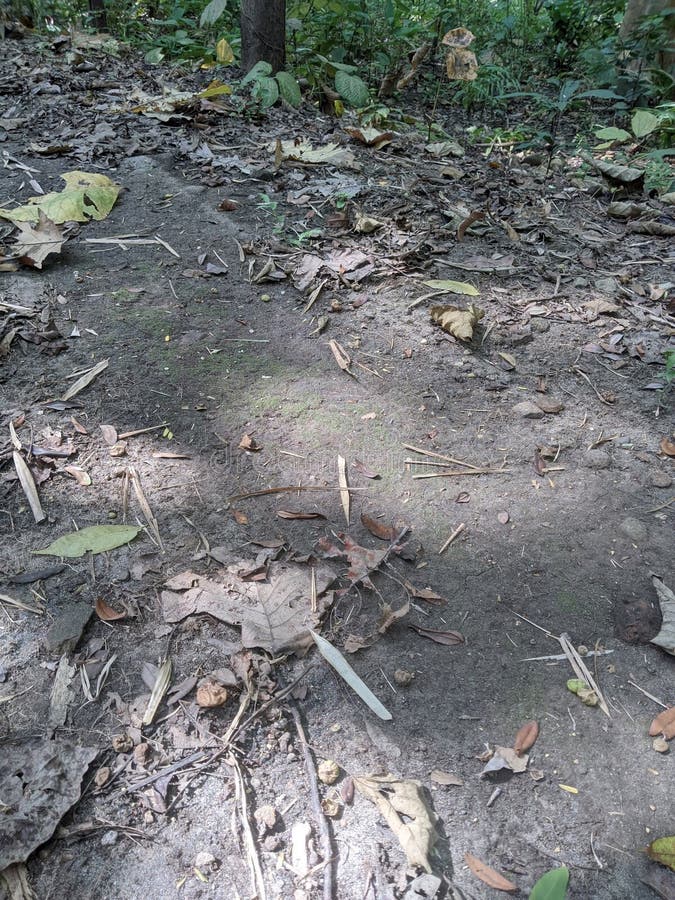 Texture Land on Forest Tropical Jungle Stock Image - Image of forest ...