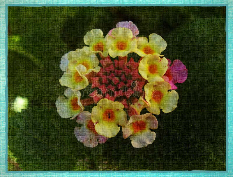 Texture - Lantana Camara stock photo. Image of side, painting - 95305334