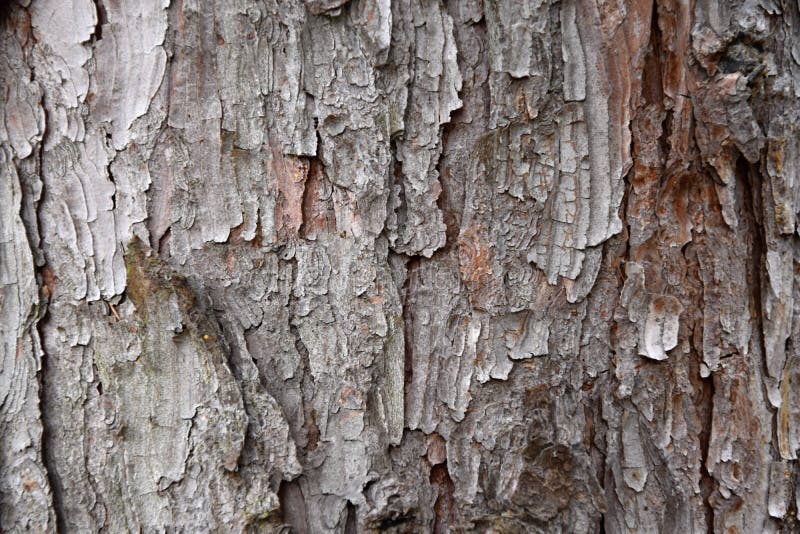 Texture Larch Tree. Larch Bark. Background Stock Photo - Image of plant ...