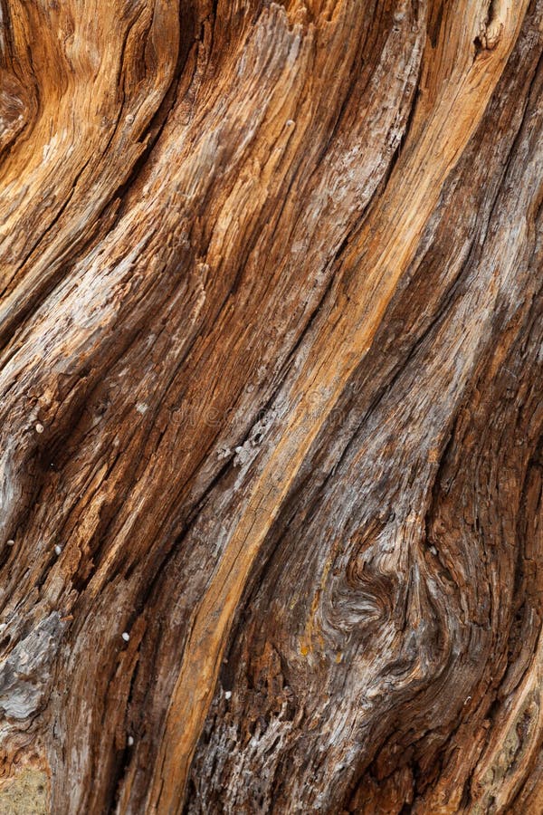 The Texture of the Large Dry Wood. Stock Image - Image of logging, dead ...