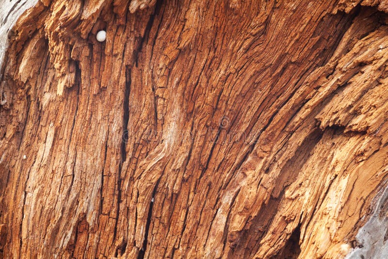 The Texture of the Large Dry Wood. Stock Image - Image of large ...