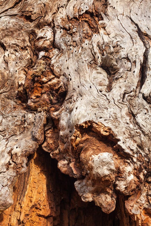 The Texture of the Large Dry Wood. Stock Image - Image of forest ...