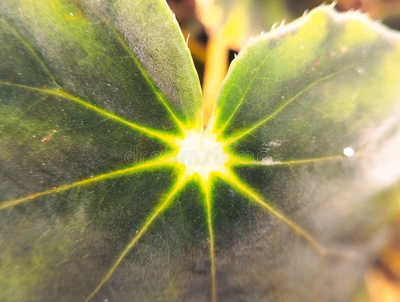 Texture of Large Leaves that Shine Like Stars Stock Image - Image of ...