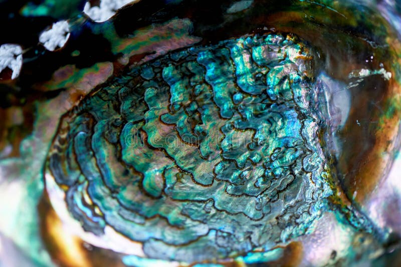 Texture. Large Mother of Pearl Shell. Macro. World of Marine Life Stock ...