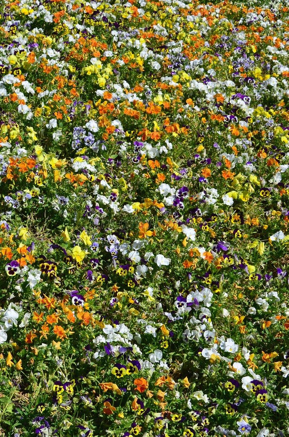 The Texture of a Large Number of Different Colorful Flowers Planted in ...