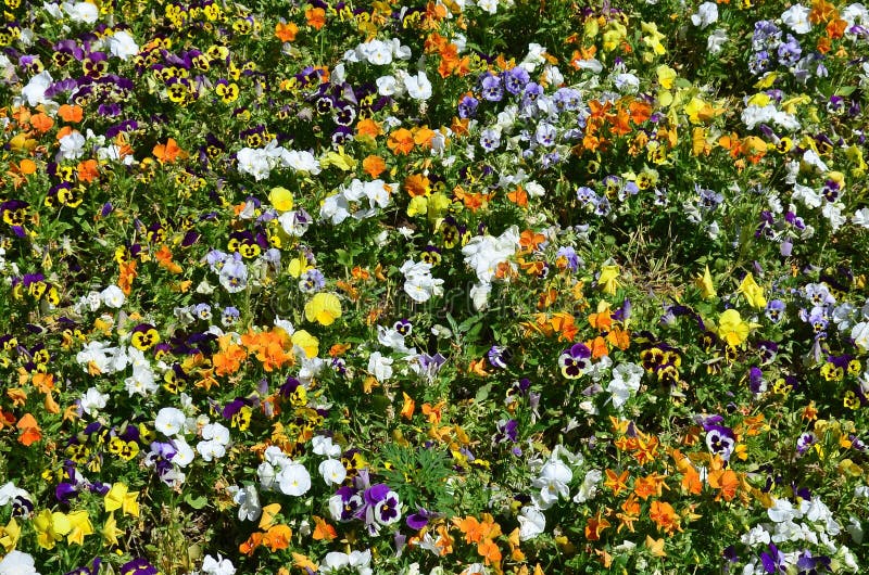 The Texture of a Large Number of Different Colorful Flowers Planted in ...
