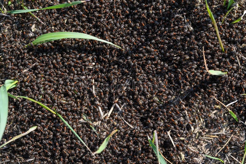 Natural Texture of a Large Number of Ants in a Forest Anthill Stock ...