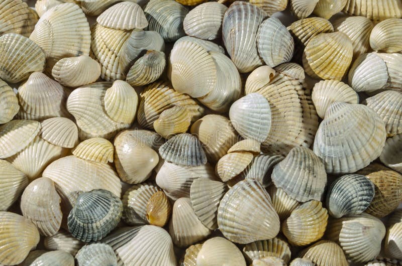 Seashells of Different Colors. Mollusk Shells. Seashell Background ...
