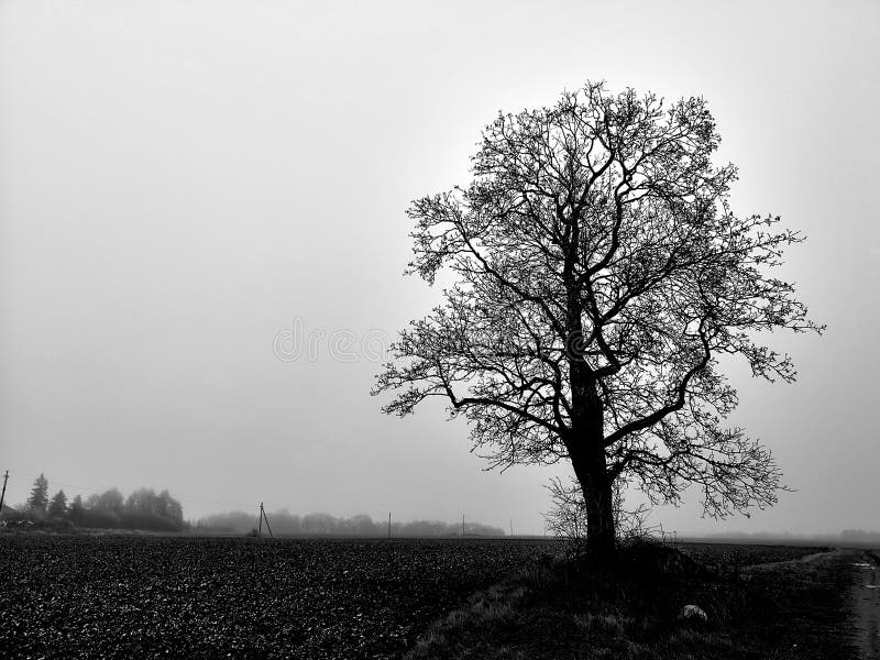 Texture of Large Oak Branches Stock Photo - Image of plot, draft: 206466978