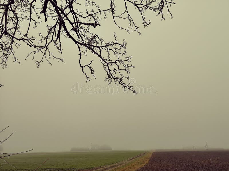 Texture of Large Oak Branches Stock Photo - Image of plan, scheme ...