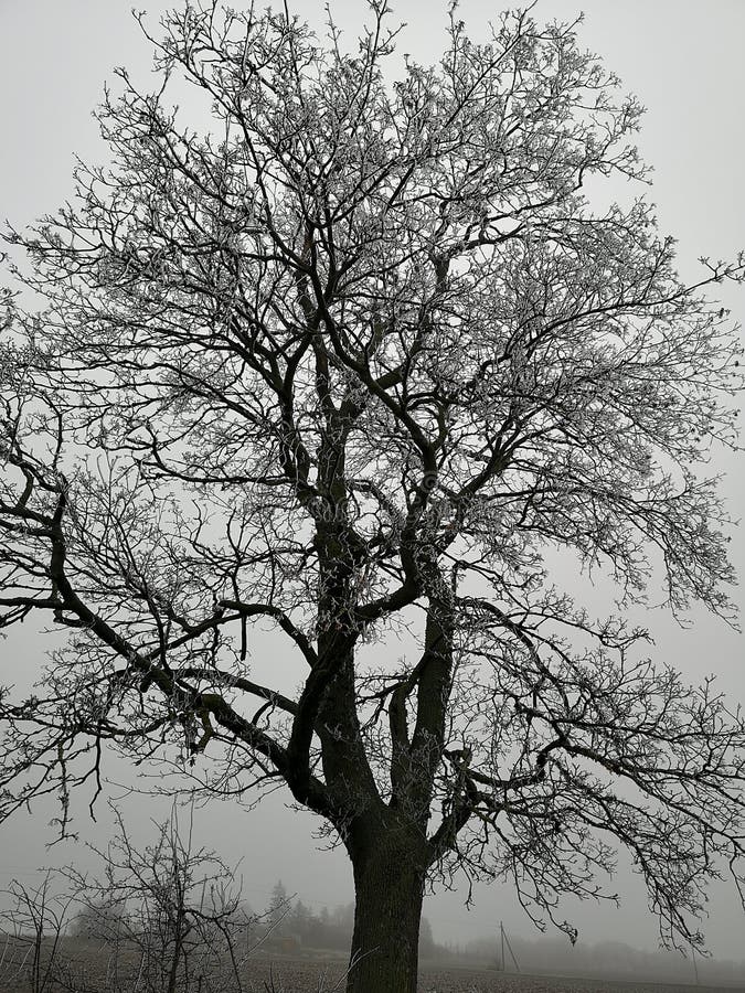 Texture of Large Oak Branches Stock Image - Image of draft, tree: 206466995