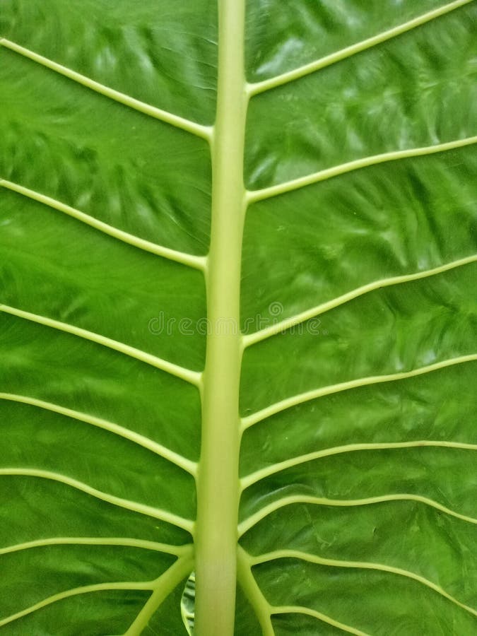 The Texture of Large Taro Leaves is Great for the Background Stock ...