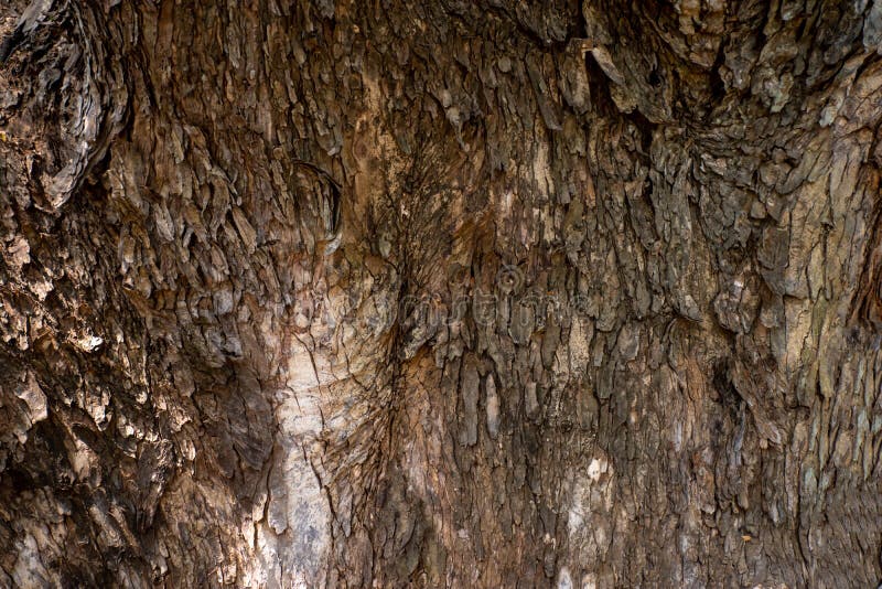 Texture of a Large Tree Bark in a Natural Garden Stock Photo - Image of ...