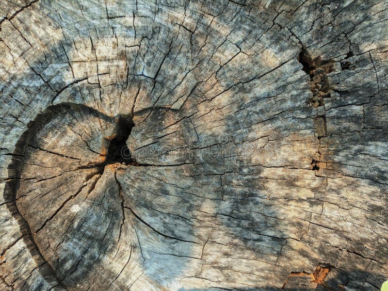 The Texture of a Large Tree that Has Been Cut Down Stock Photo - Image ...