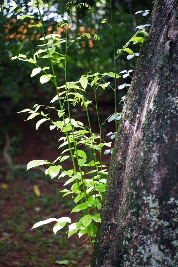 329 Tree Lots Roots Stock Photos - Free & Royalty-Free Stock Photos ...