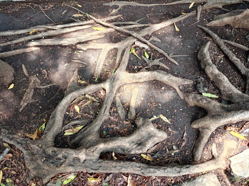 Texture of Large Tree Roots on the Ground Stock Image - Image of tree ...