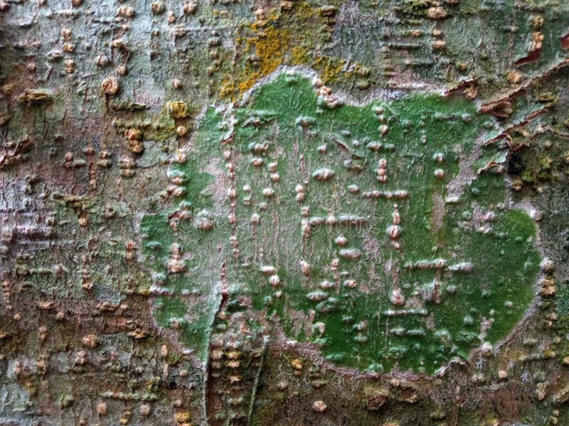 The Texture of a Large Tree Trunk that Resembles a Map Stock Photo ...