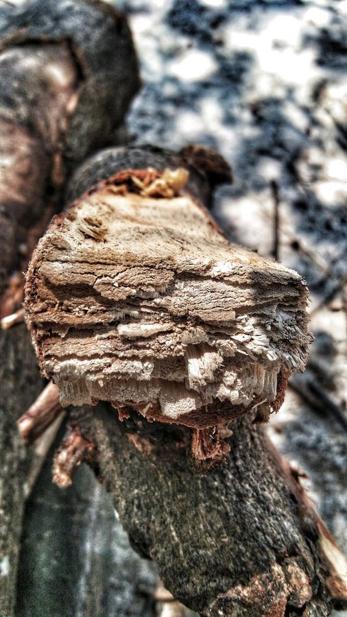 Texture of a Large Wooden Rod Stock Image - Image of closeup, outdoor ...