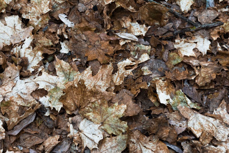 Texture Last Year`s Fallen Leaves. Background with Dry Foliage. Stock ...