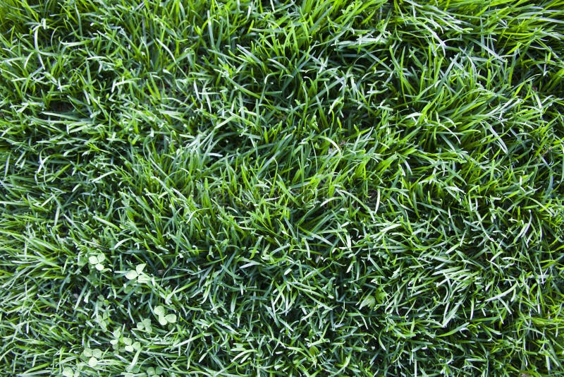 Grass Top View 2,205 Mowed Grass Top View Images, Stock Photos, And