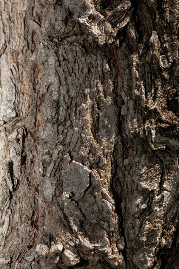 Texture Layer Tree Bark Crusty Has Cracked Stock Photos - Free ...