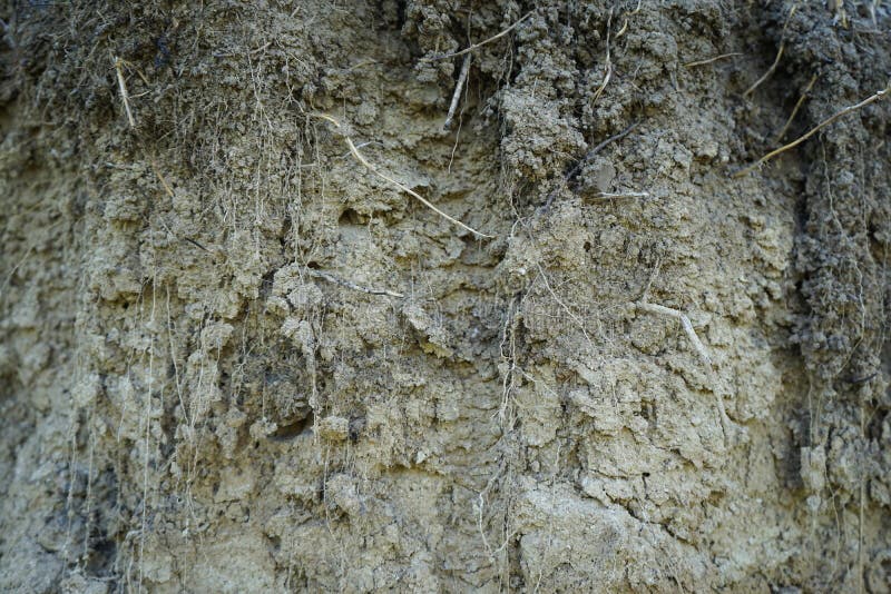 Texture Layers of the Earth. Cross-section in the Soil Stock Image ...