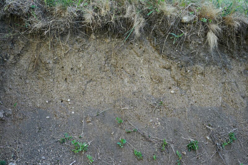 Texture Layers of the Earth. Cross-section in the Soil Stock Image ...