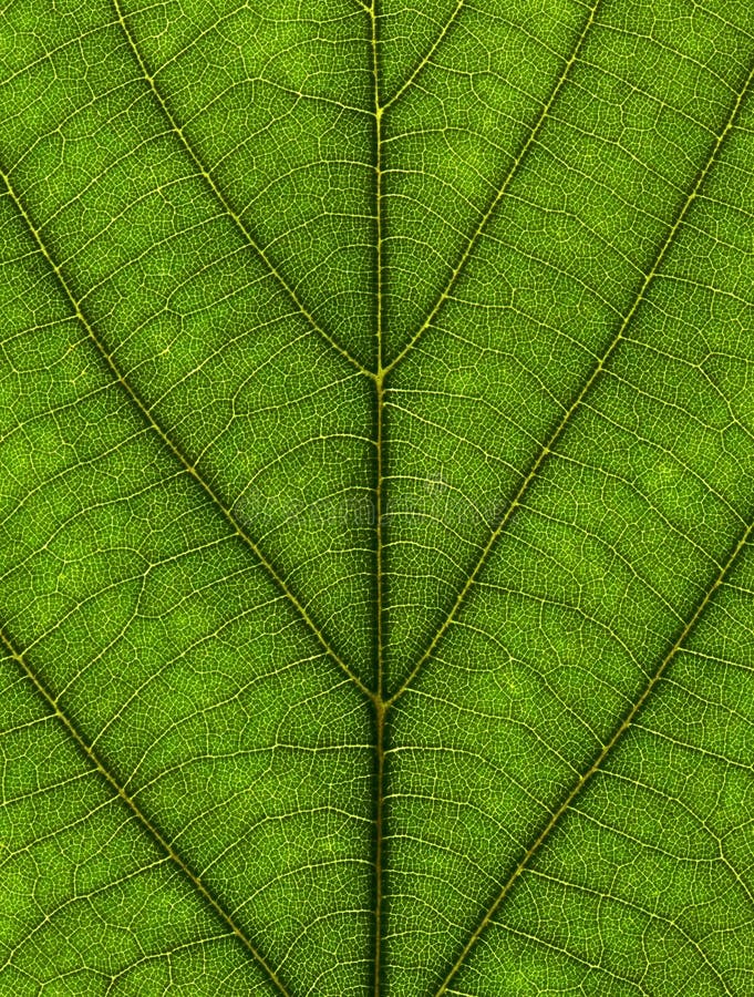 Background of Green Leaf Cell Structure - Natural Texture Stock Photo ...