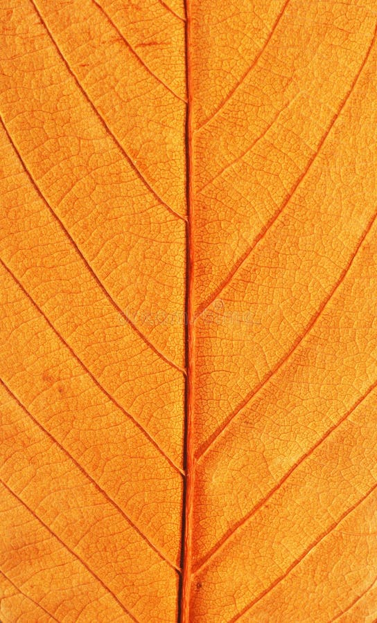 Texture of the Leaf, Autumn Colors, Beech Stock Image - Image of gold ...