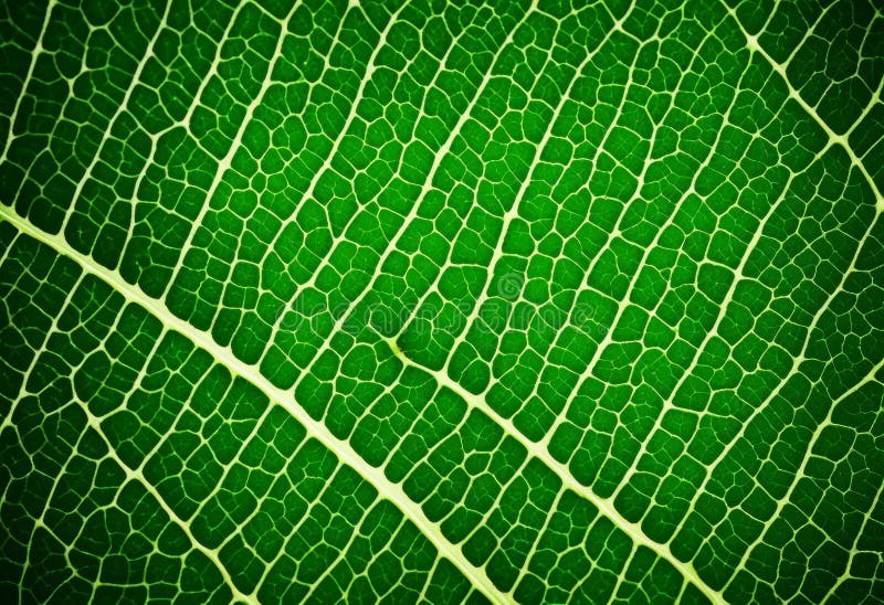 Texture Leaf Beauty Horizontal Pattern Green Botany Abstract Autumn ...